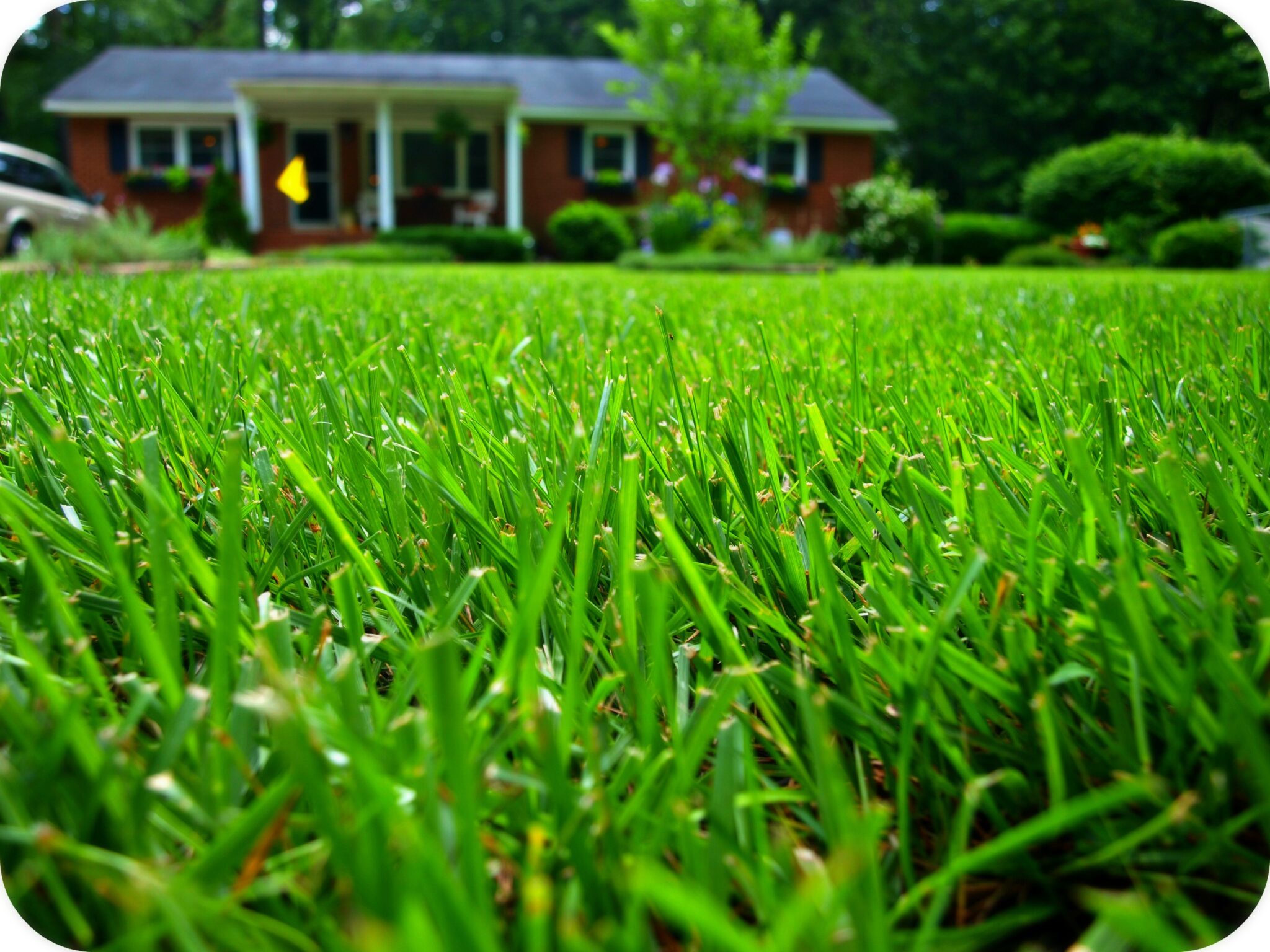 The lazy homeowner’s guide to a really green lawn - SimplySwider.com